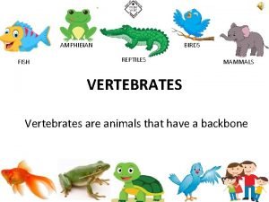Birds Reptiles Amphibians Mammals Fish 1 pt 1