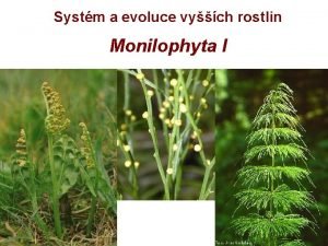 Importancia Biolgica y Econmica de Lycophyta y Monilophyta