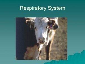 Chapter 23 The Respiratory System Lecture Presentation by