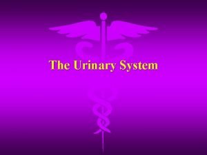 Physiology of micturition Urinary Bladder Anatomical consideration Wall