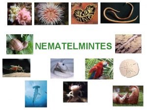 THE WORMS Phylum Platyhelminthes Phylum Nematoda Phylum Annelida