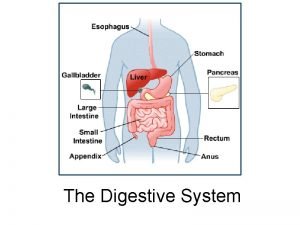 Digestive System Functions Digestion mechanical and chemical breakdown