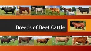 Beef Cattle Breeds BOS TAURUS Breeds of Beef