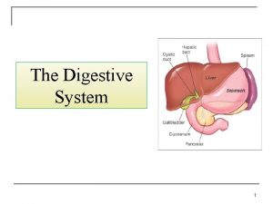 DIGESTIVE SYSTEM Peritoneum Membrane of the abdominal cavity
