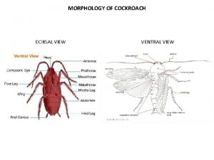 MORPHOLOGY OF COCKROACH DORSAL VIEW VENTRAL VIEW EXTERNAL