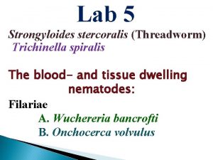 Strongyloides stercoralis threadworm Worldwide distribution Endemic in ...